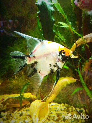 Скалярия рыба