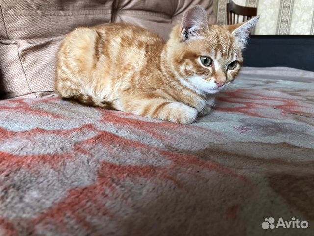 Отдам котёнка в хорошие руки