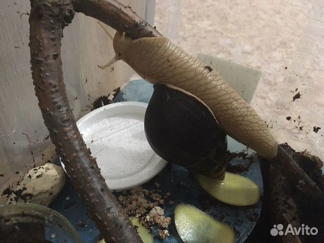 Улитки-ахатины