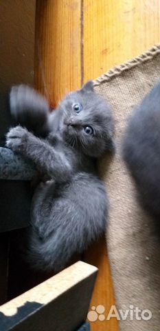 Котята от дымчатой британской вислоухой кошки