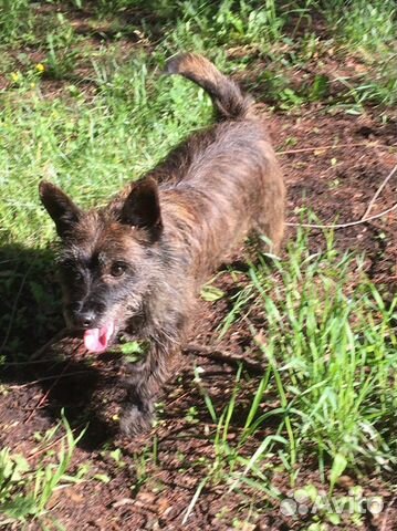 Керн терьер в любящую семью