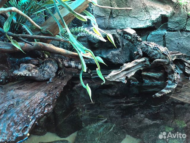 Кайман шнайдера