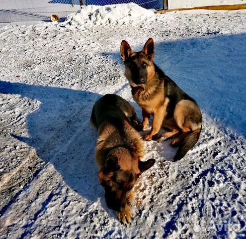 Щенки немецкой овчарки