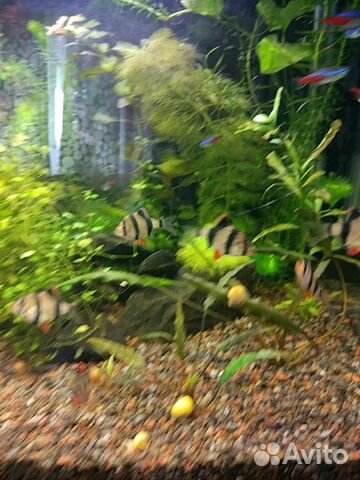 Барбусы суматранские, обмен на креветок вишен