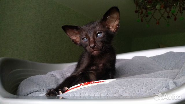 Питомник. Москва. Ориентальные котята