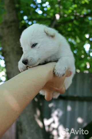 Щенята лайки