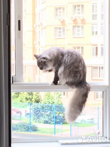 Котик персидский классический Шиншилла