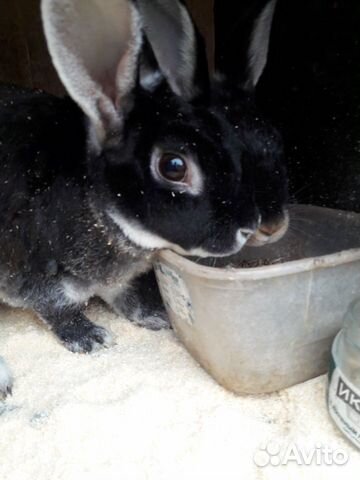 Кролики породы рекс