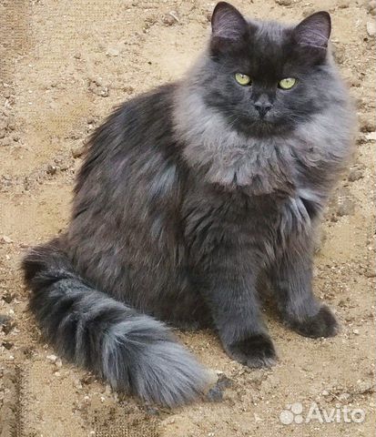 Сибирский котик с документами