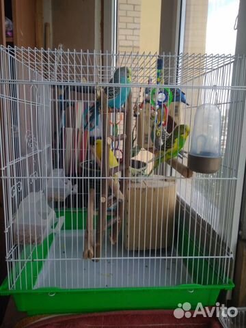 Волнистые попугайчики ручные