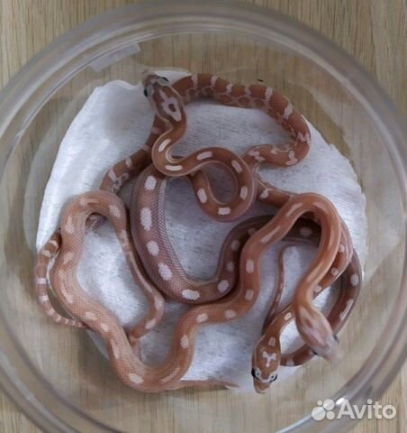 Маисовый полоз, змея