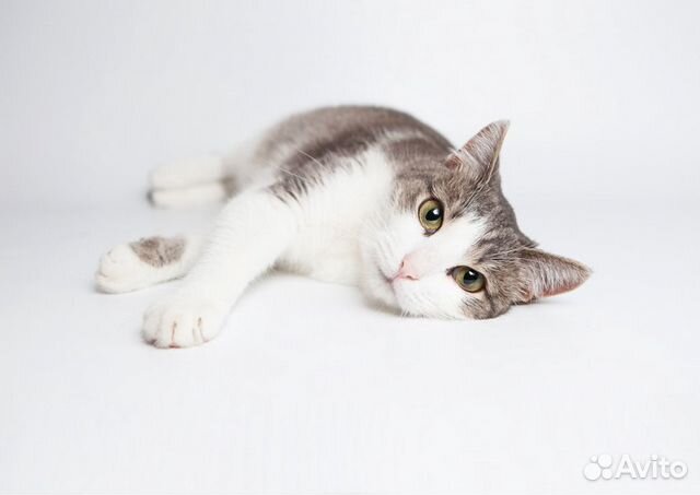 Кошка Аиша в добрые руки