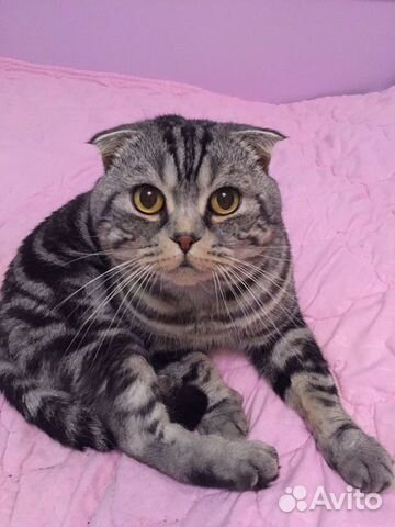 Кот Шотландец. Бесплатно