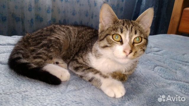 Камышовый Котёнок