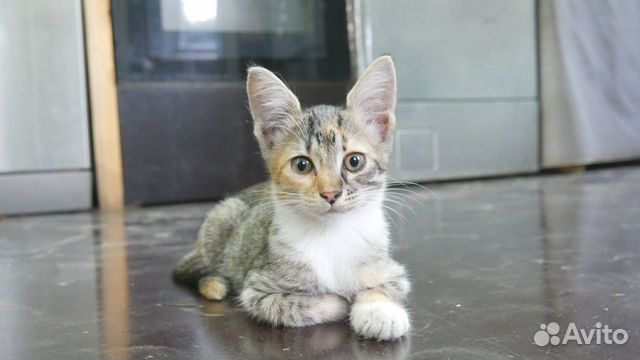 Ушастая котёнок в добрые руки
