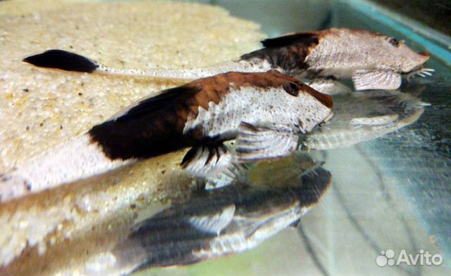 Сом Лорикария хамелеон (Pseudohemiodon Apithanos)