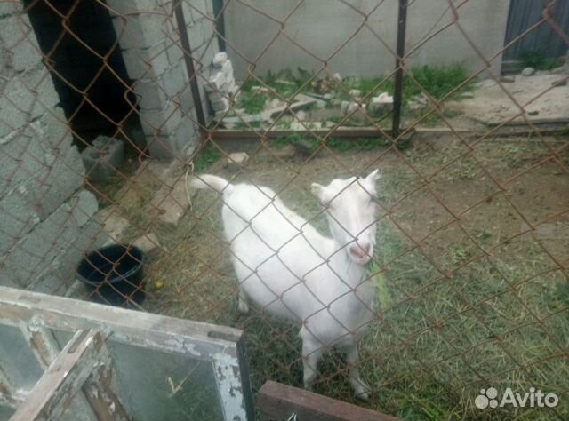 Дойная коза