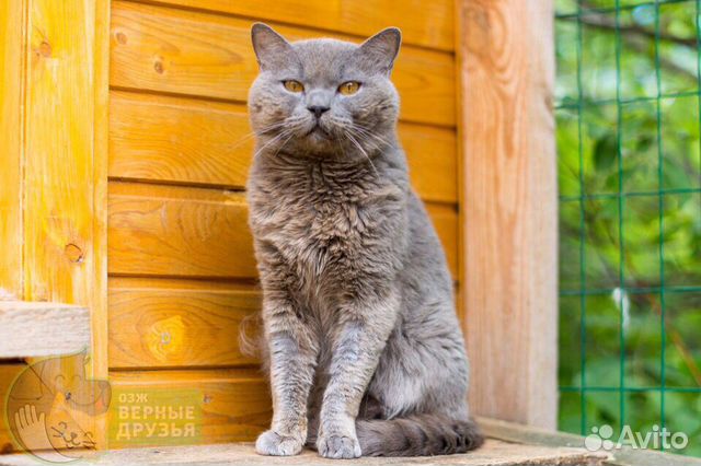 Кокос ищет дом