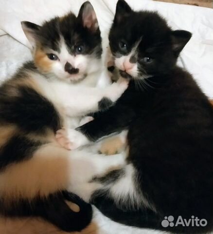 Чудо котята в добрые руки