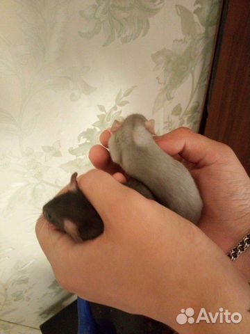 Продам крысят Дамбо