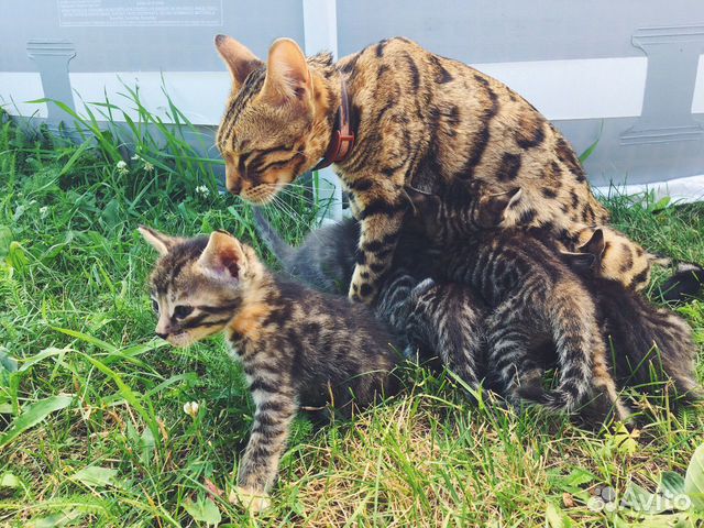Бенгальские котята
