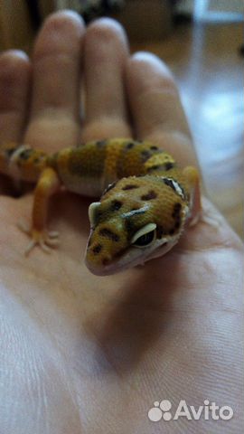 Эублефар морфа high yellow