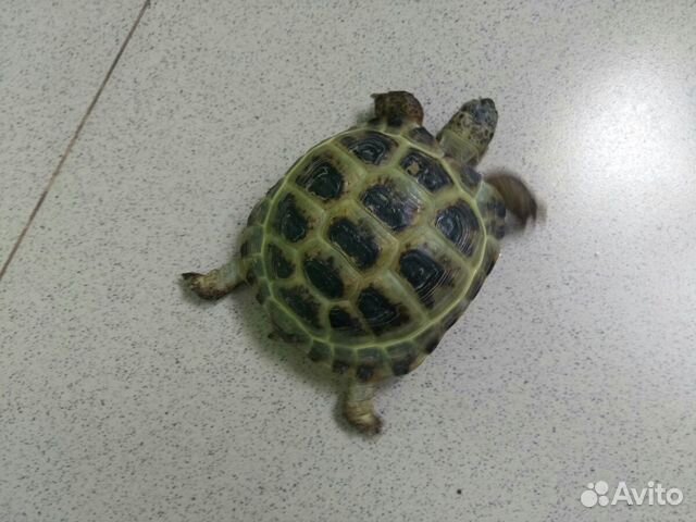 Черепаха сухопутная