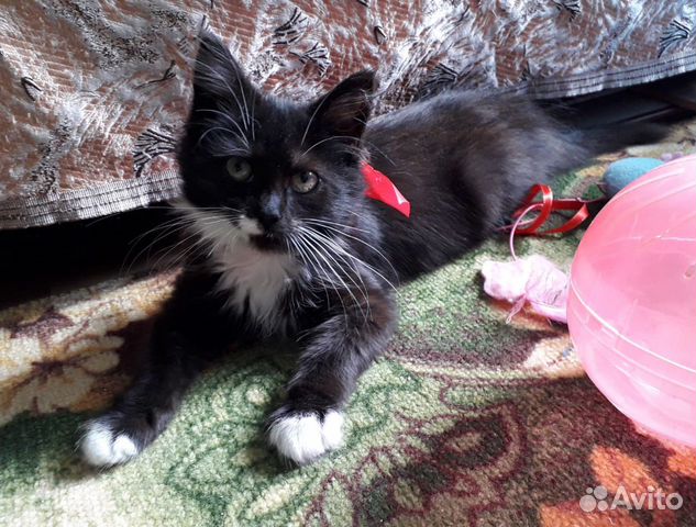 Котенок Девочка Синди 2,5 мес в добрые руки