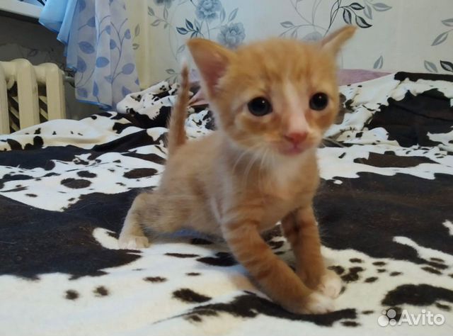 Котята, помесь Мейн-кун