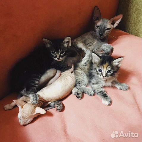 Котята донского сфинкса