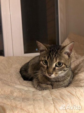 Котята подростки в заботливые руки