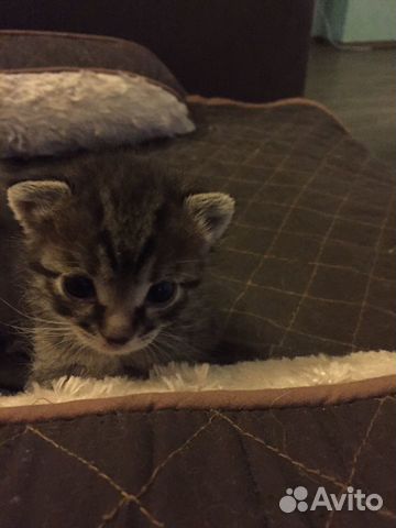 Котенок-спасеныш