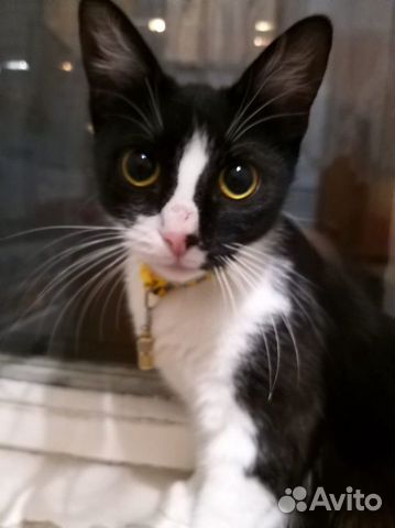 Молодая кошечка Бусинка в поисках семьи