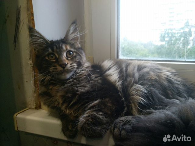 Девочка мейн кун