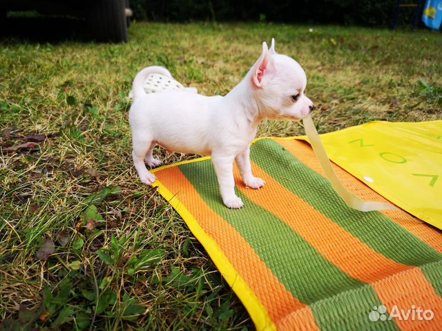 Щенки Чихуа-хуа