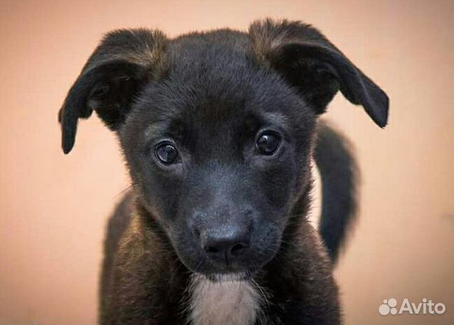 Возьмите из приюта. Щенок в дар