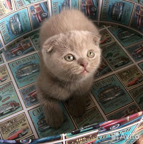 Шотландский вислоухий лиловый скоттиш-фолд