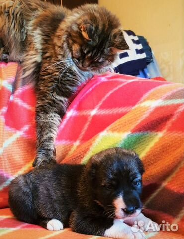 Прекрасные друзья и верные защитники