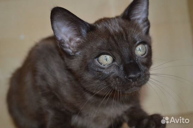 Шоколадка бенгальская (Девочка)