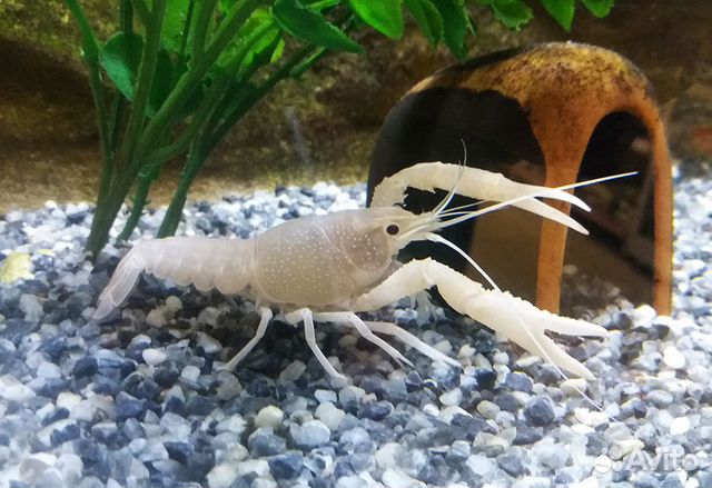 Рак аквариумный белый в аквариум
