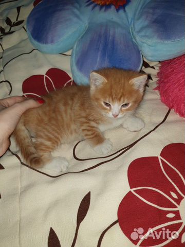 Котенок