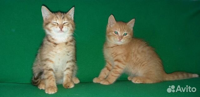 Очаровательные котэйки в добрые руки
