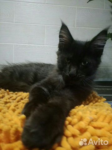 Черные мейнкуны из питомника