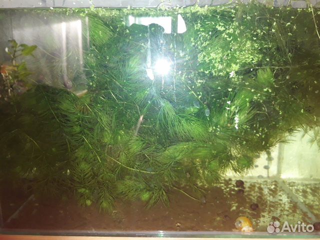 Роголистник и ряска