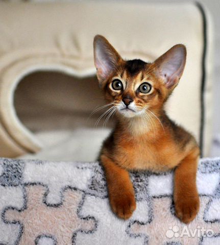 Абиссинские котята