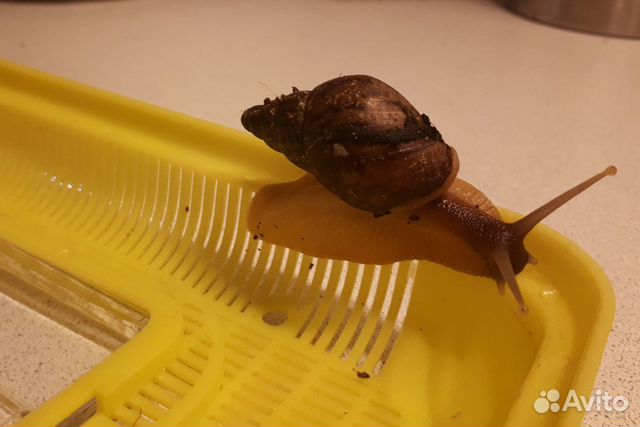 2 улитки Ахатина