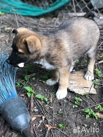 Самые чудесные мальчики и девочки, метисы с овчарк