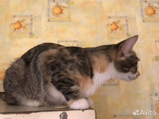 Отдам кошку взрослую (3 года). Кошка очень умная