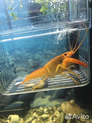 Рак аквариумный