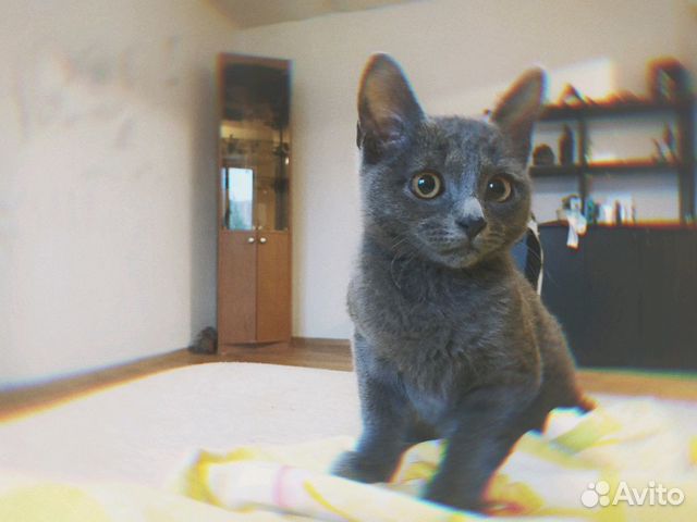 Котенок